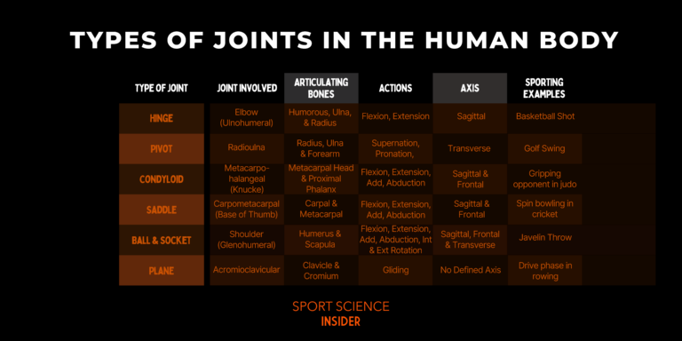 Types of joints in the Human Body: Named & Explained