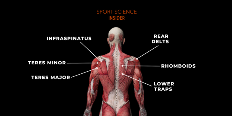 What Muscles Do Face Pulls Work? – Sport Science Insider