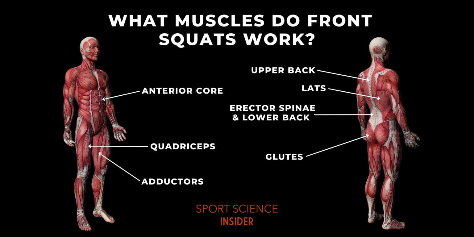 What Muscles Do Front Squats Work? – Sport Science Insider